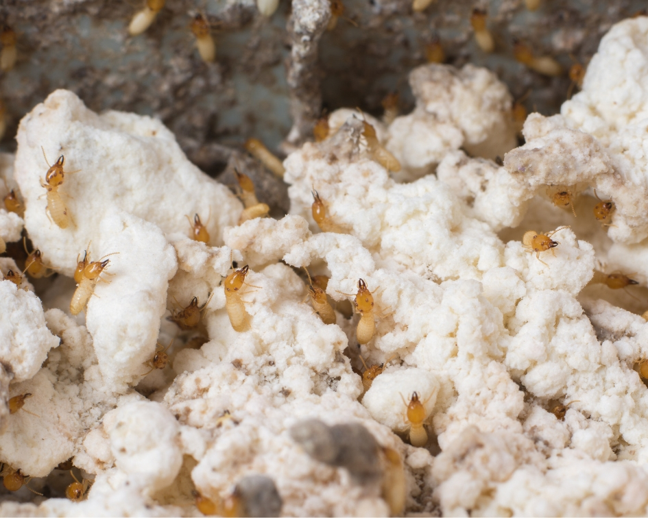 Pestman® Hexaflumuron Termite Bait - Termite Control - Supply for pest ...