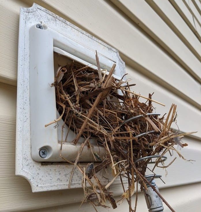 Bird droppings can also contaminate the exterior walls of buildings ...