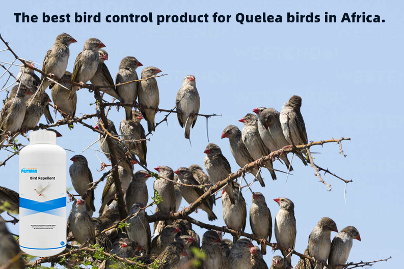 Pestman Bird Repellent: Protect Crops From Quelea Birds With Pesticide ...