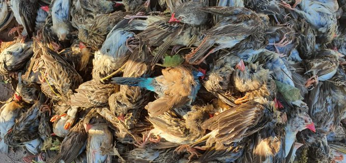 Pestman Bird Repellent: Protect Crops From Quelea Birds With Pesticide ...