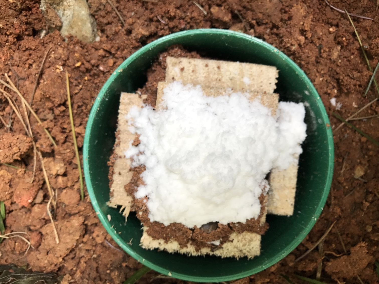 Termite Prevention: Soil Treatments vs Baiting Systems