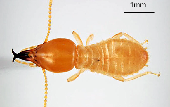 All you want to know about Coptotermes Termites