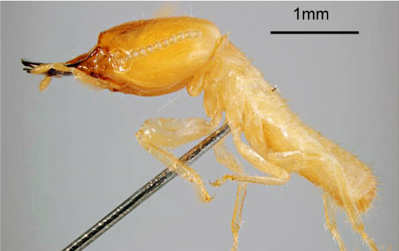 All you want to know about Coptotermes Termites