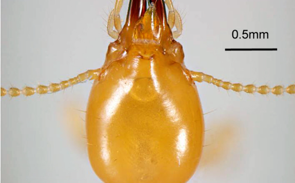All you want to know about Coptotermes Termites