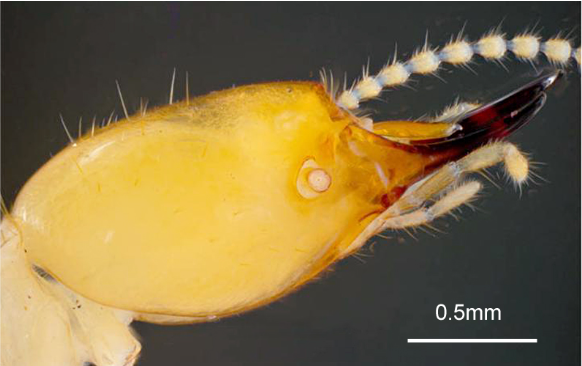All you want to know about Coptotermes Termites