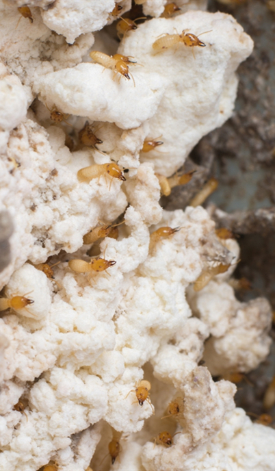 Termite Treatment: Termite Growth Regulators - Termite killer bait
